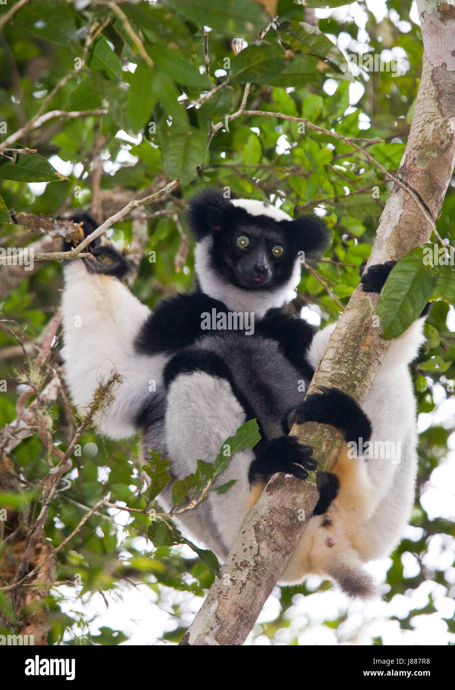 Indri indri indri sitting in tree hi-res stock photography and images ...