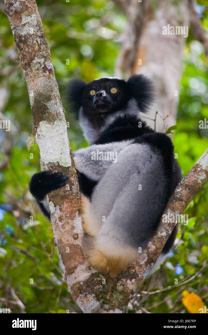 Indri indri indri sitting in tree hi-res stock photography and images ...
