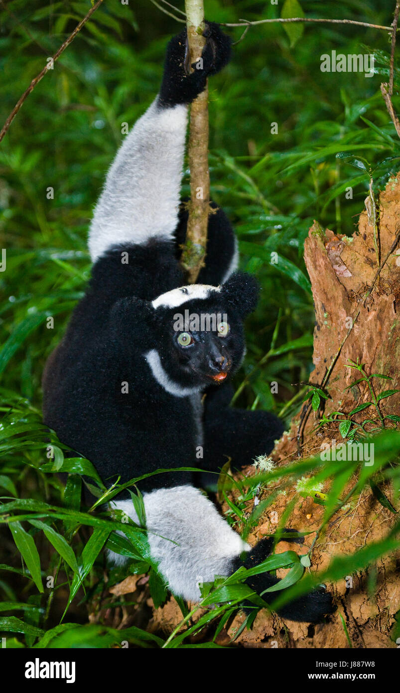 Singing indri lemur hi-res stock photography and images - Alamy