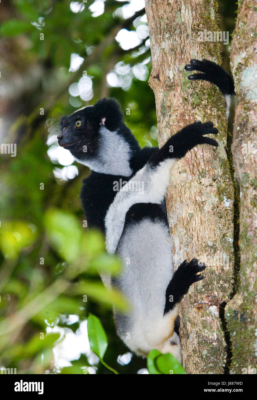 Singing indri lemur hi-res stock photography and images - Alamy
