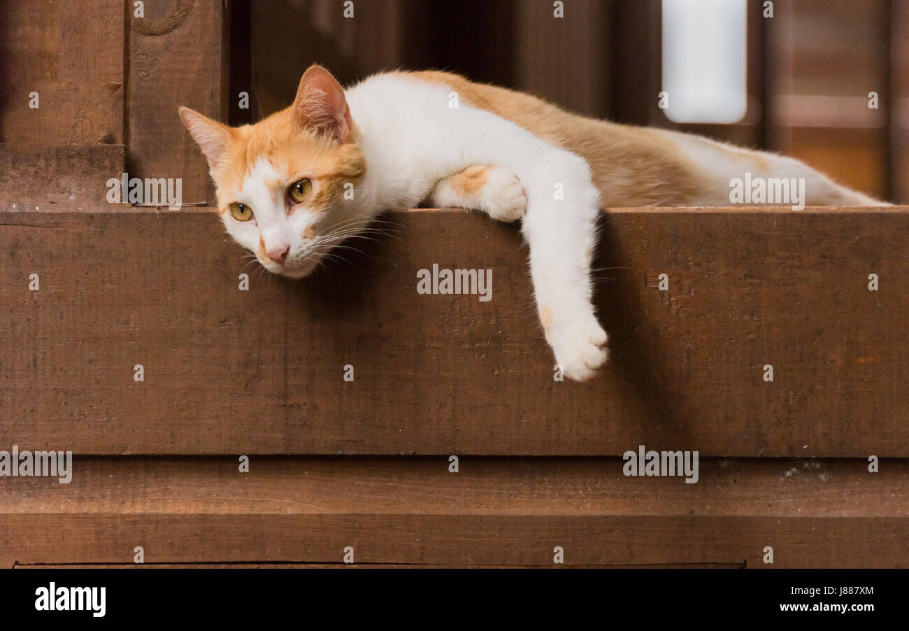 Hanging with paw hi-res stock photography and images - Alamy