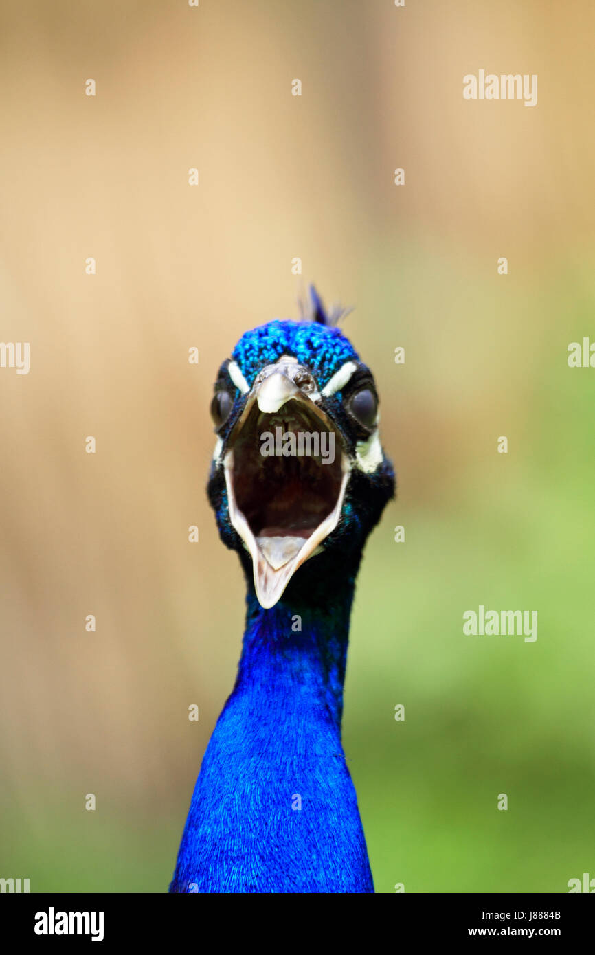 Indian Peacock High Resolution Stock Photography and Images - Alamy