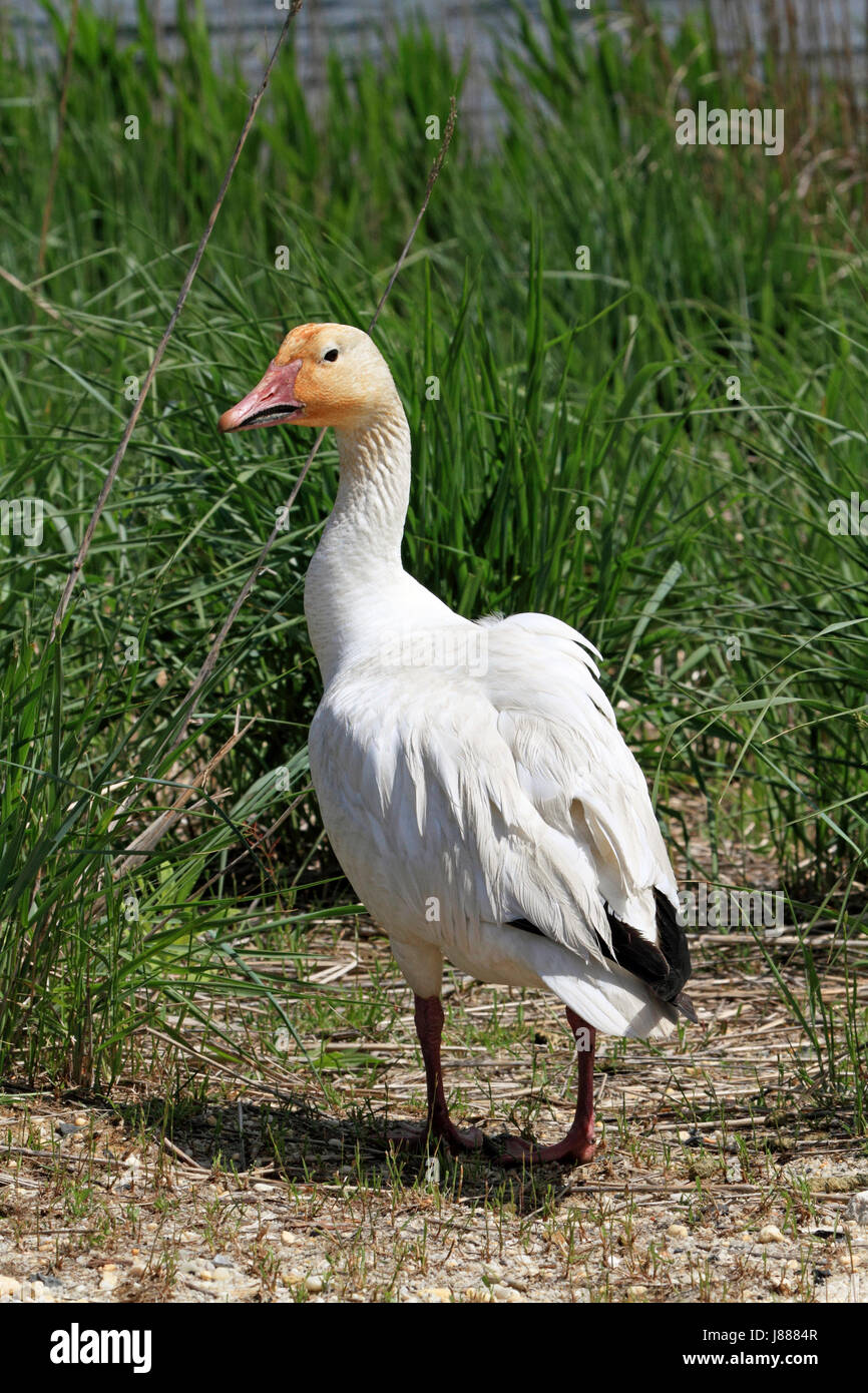 A Snow Goose, Chen caerulescens, at the Edwin B. Forsythe National ...