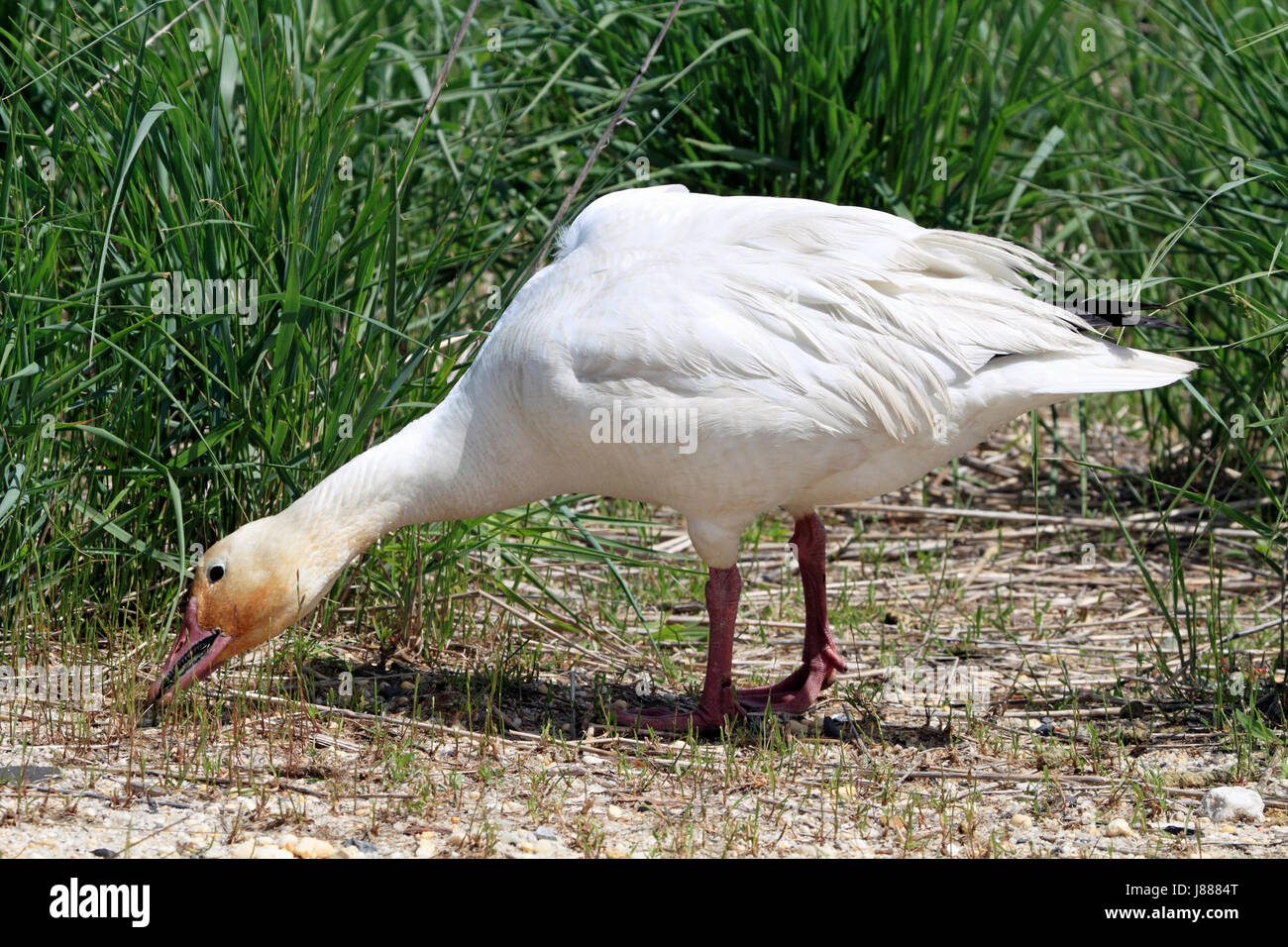A Snow Goose, Chen caerulescens, at the Edwin B. Forsythe National ...