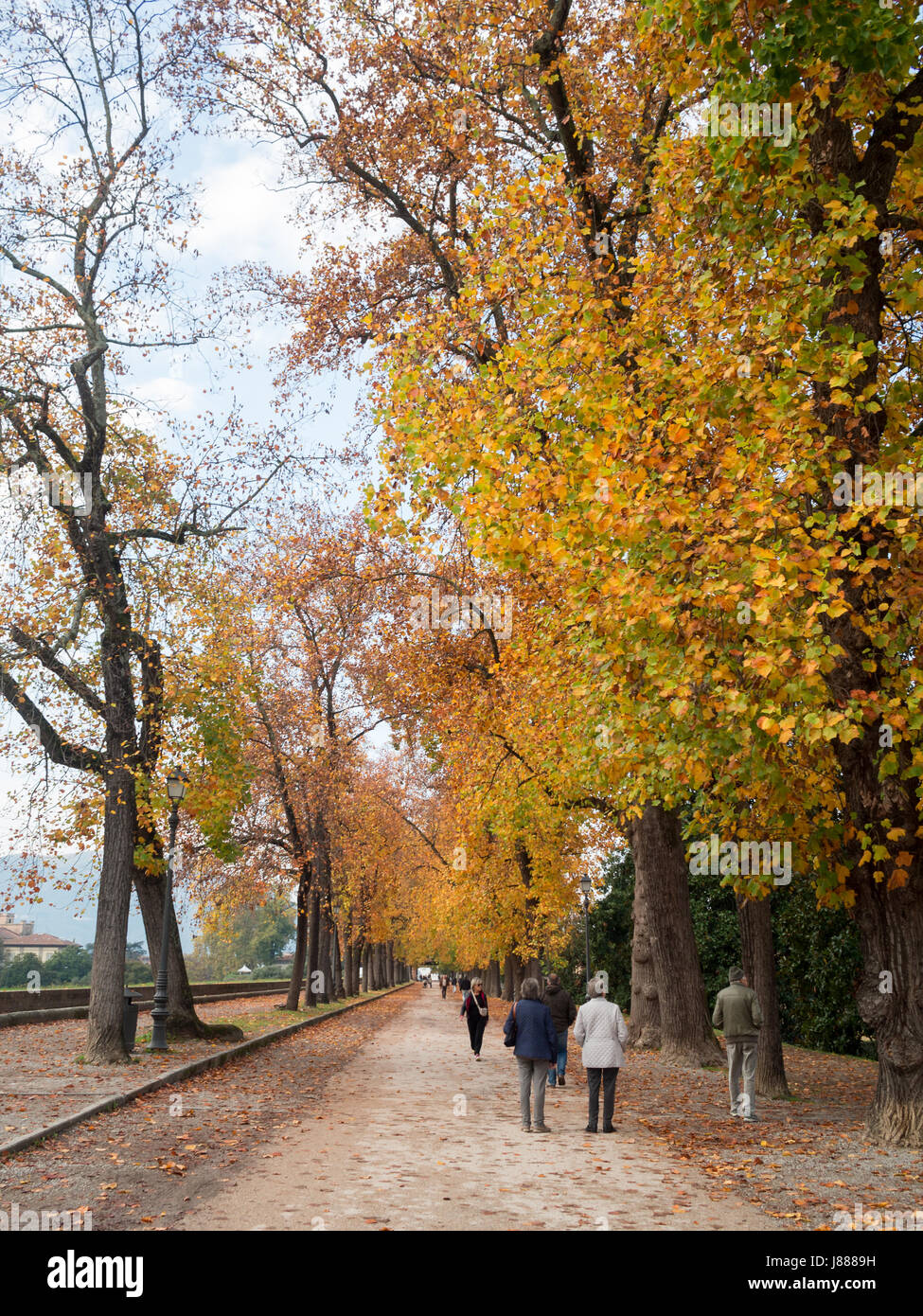 Walking in Lucca wall in Autumn Stock Photo - Alamy