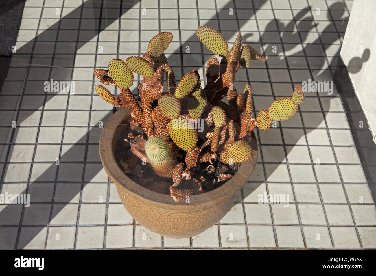 Potted cactus plant on tile floor in Pasadena, California Stock Photo ...