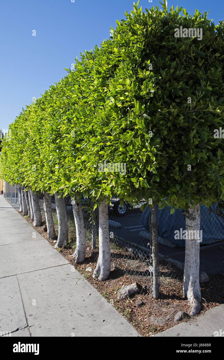 Hedge lined Sidewalk in Hollywood, California Stock Photo - Alamy