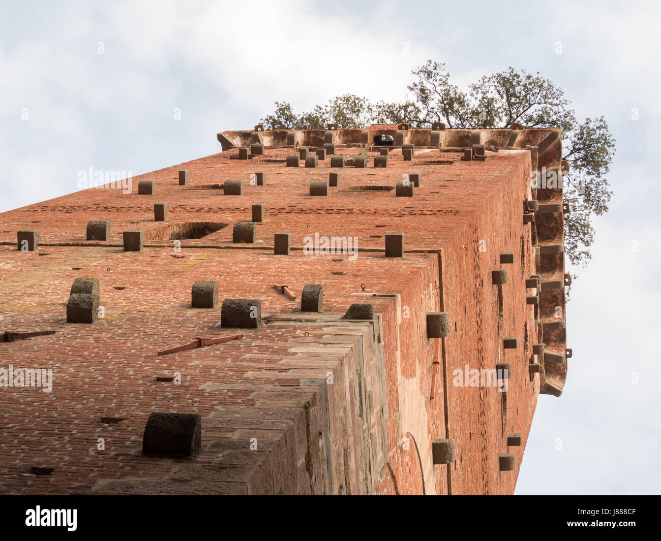 Looking up at Guinigi Tower Stock Photo - Alamy