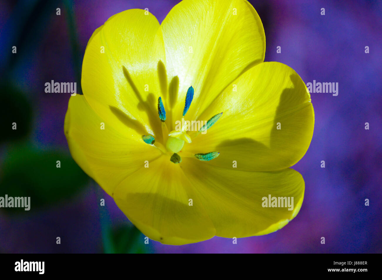 Beautiful Vibrant tulip in full bloom in mid Spring Stock Photo - Alamy