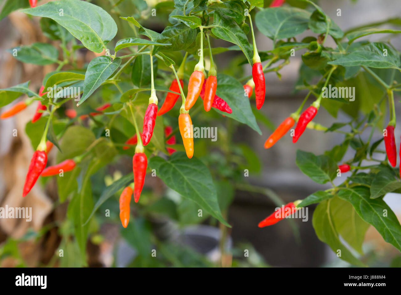 Colorful chili plant background Stock Photo - Alamy