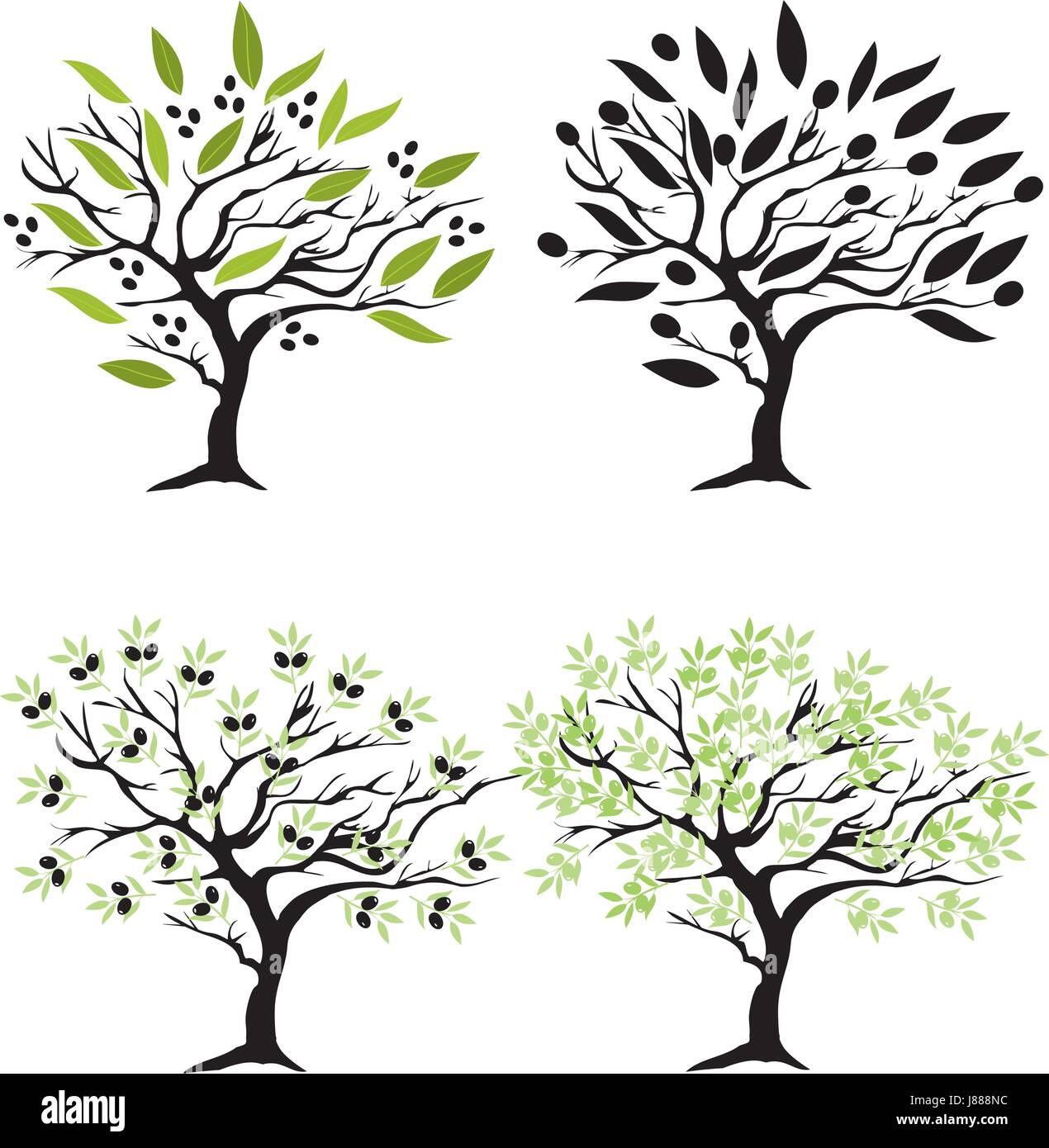 vector illustration of olive trees set isolated on white background ...
