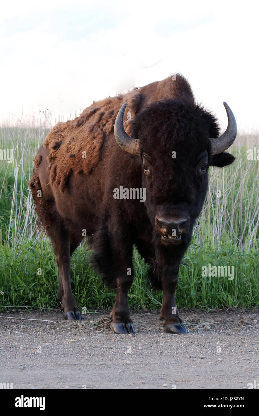 Bison preserve hi-res stock photography and images - Alamy