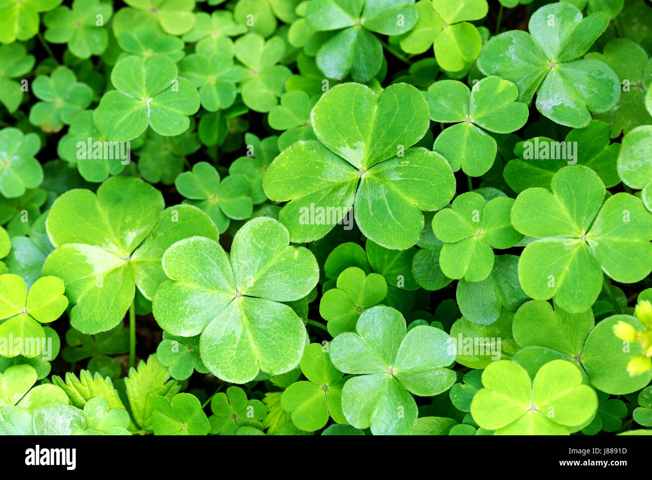 Three leaf clover hi-res stock photography and images - Alamy