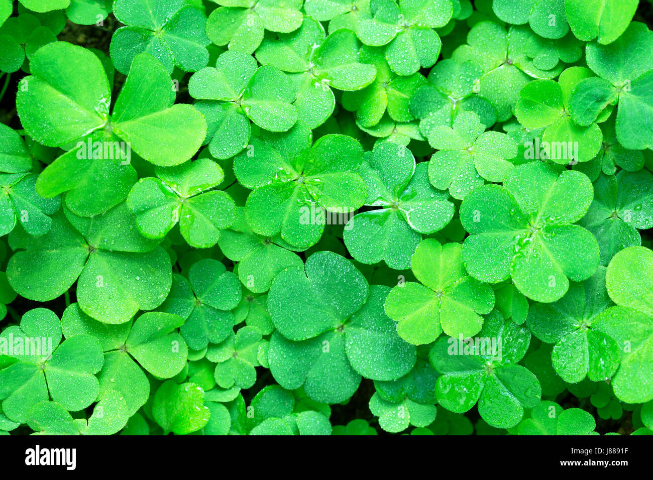 Irish redwood hi-res stock photography and images - Alamy