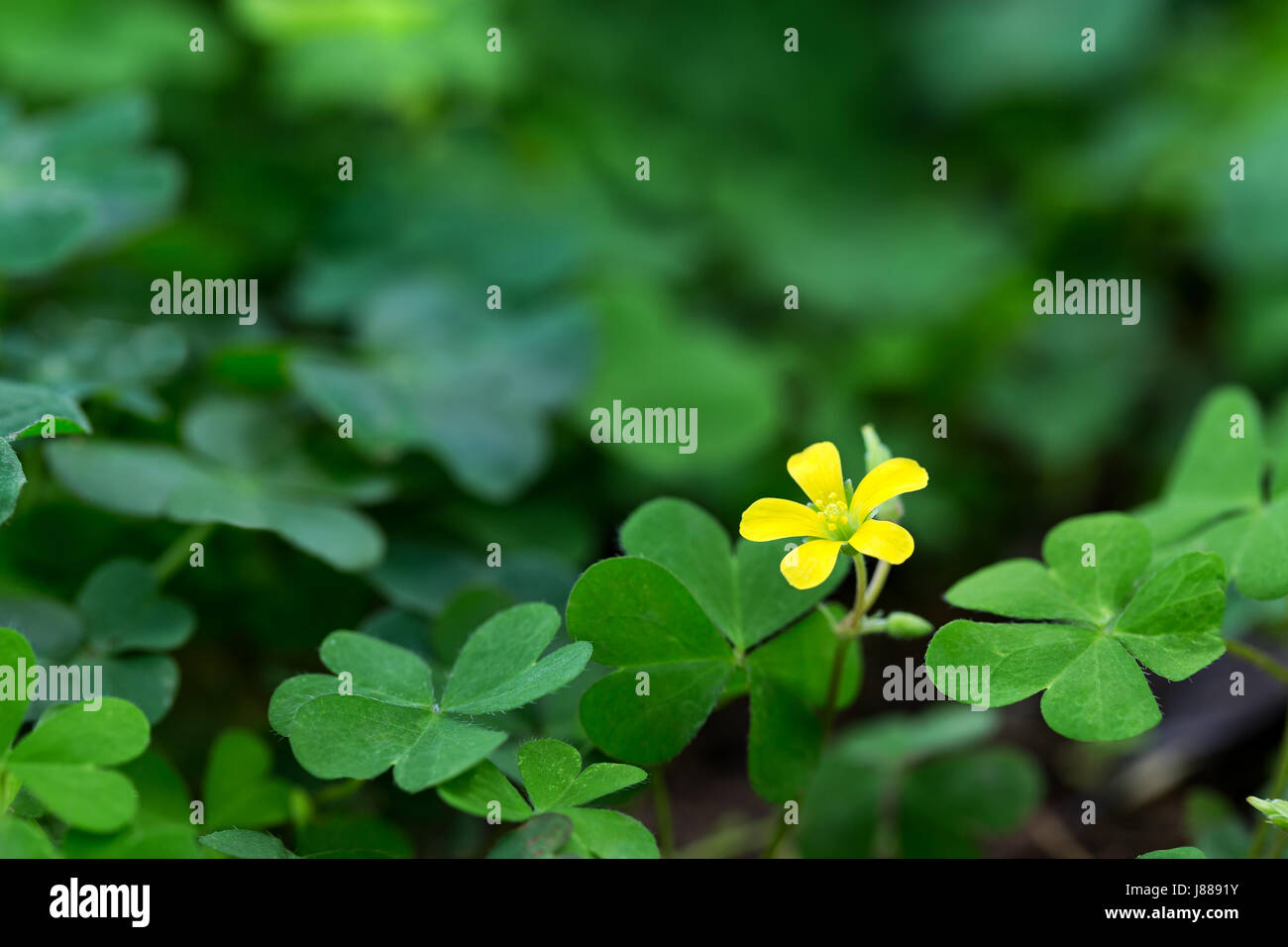 Clover and little yellow flower Stock Photo - Alamy