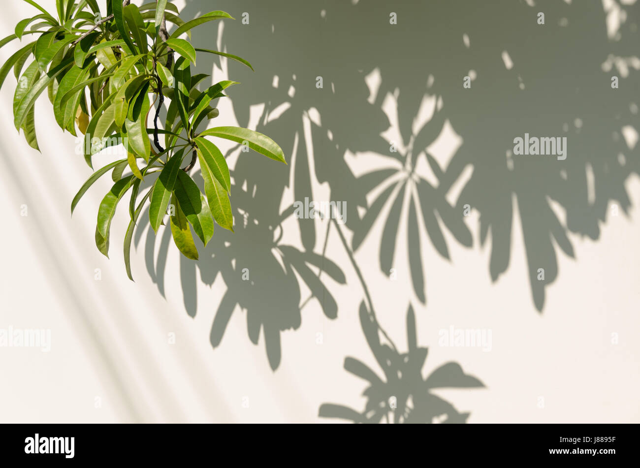 Shadows from the trees falling on the fence Stock Photo - Alamy