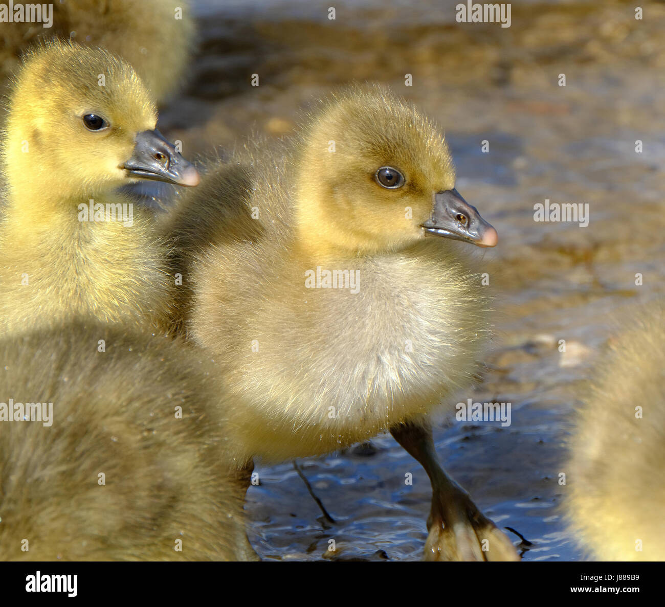 The greylag goose is a large species of goose in the waterfowl family ...