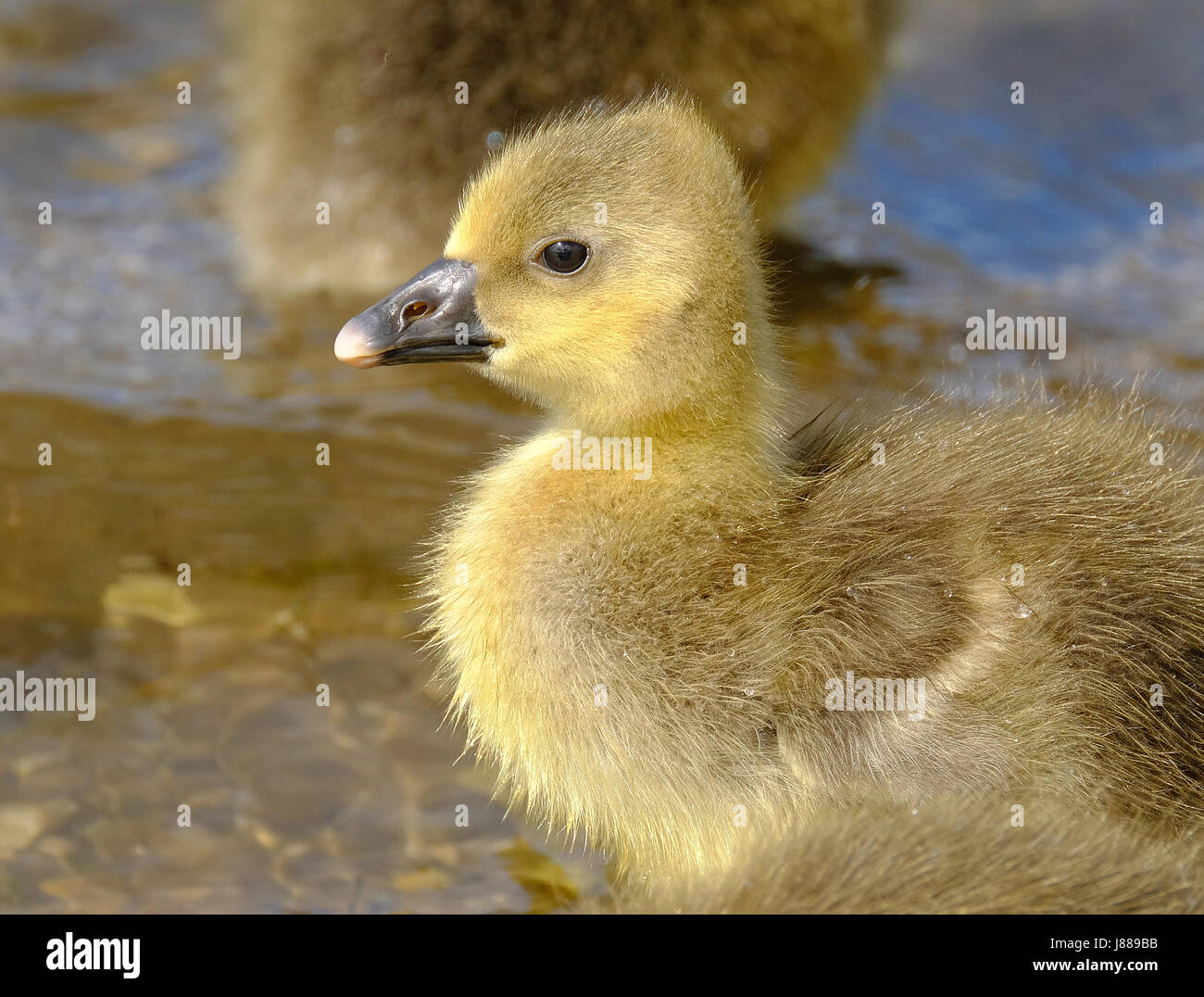 The greylag goose is a large species of goose in the waterfowl family ...