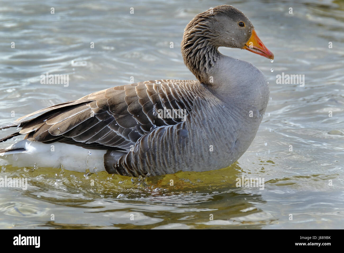 The greylag goose is a large species of goose in the waterfowl family ...