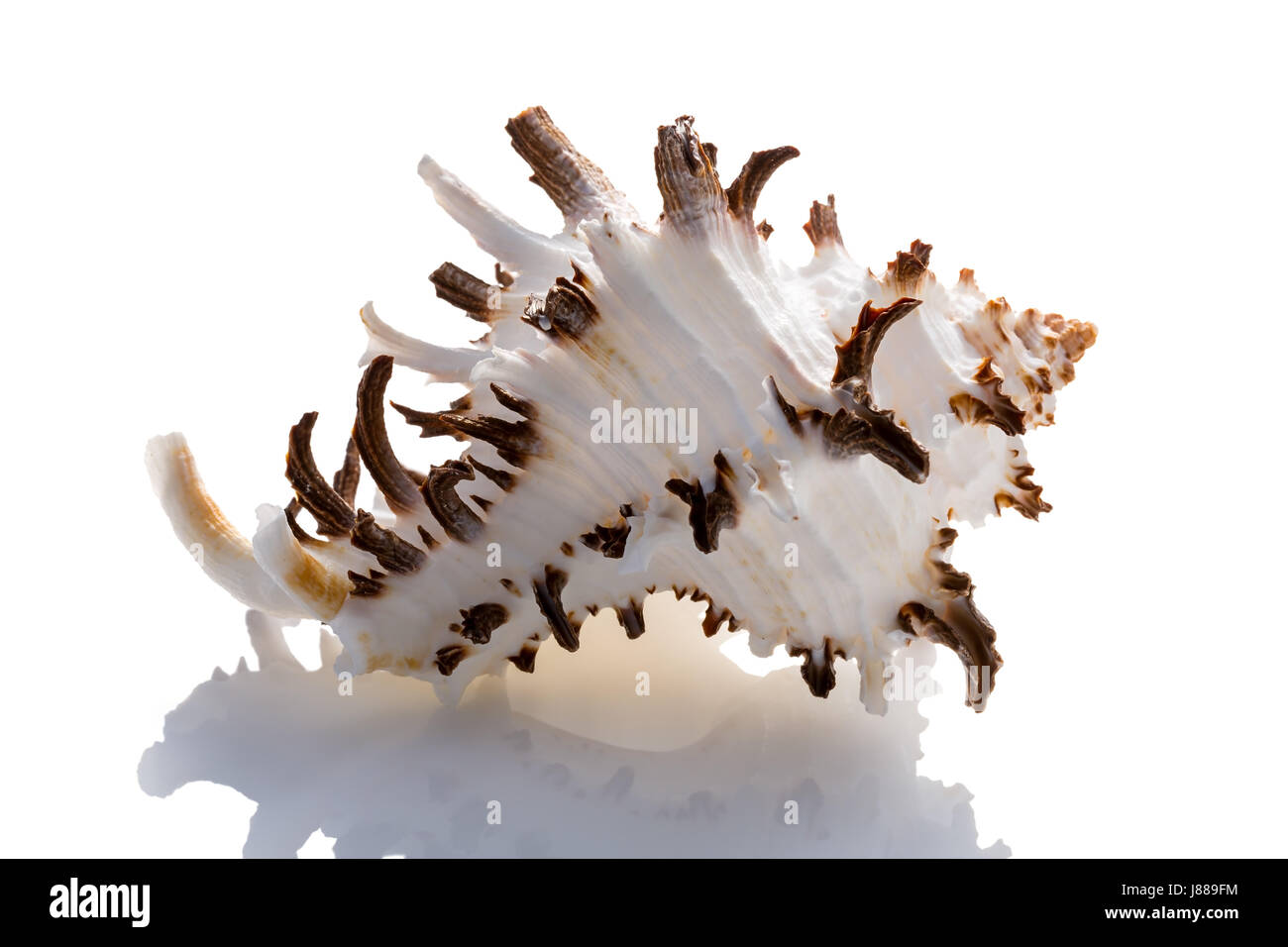 Spire shell hi-res stock photography and images - Alamy