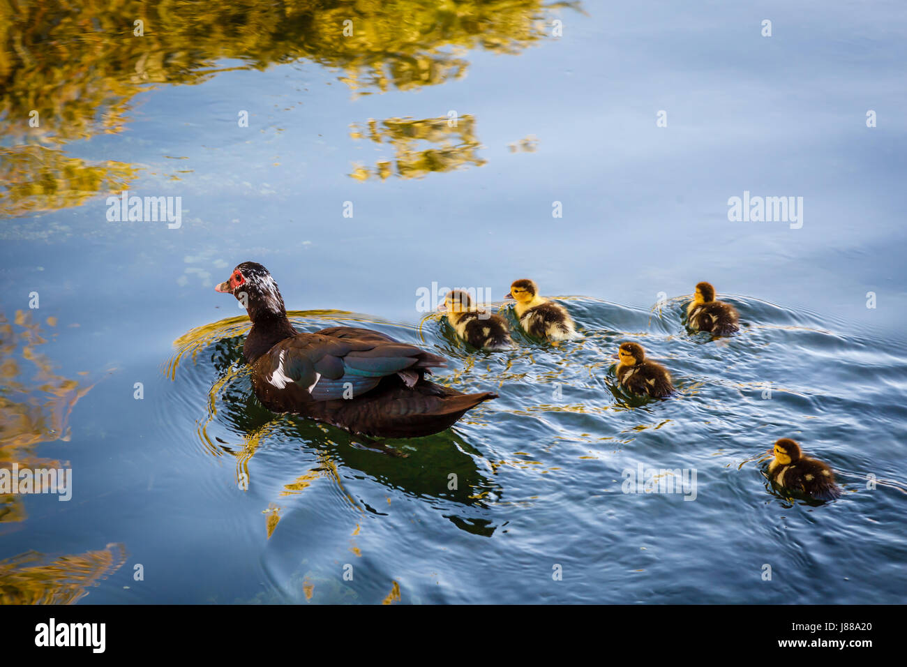 Duck and Baby Ducklings in the Water, Split, Croatia Stock Photo - Alamy