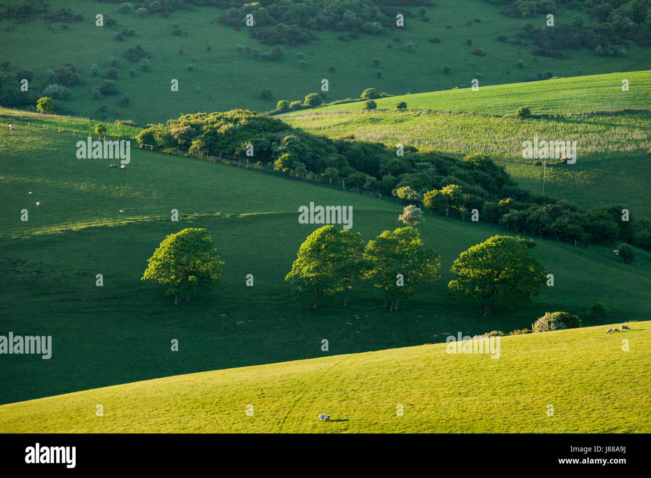 Spring evening on the South Downs, East Sussex, England Stock Photo - Alamy