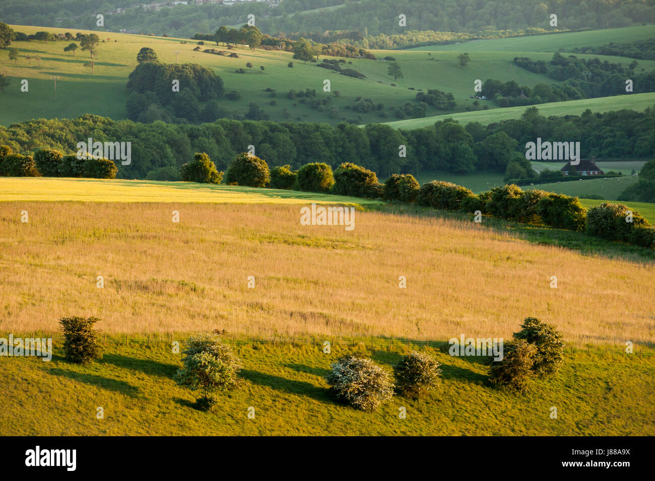 Spring evening on the South Downs in East Sussex, England Stock Photo ...