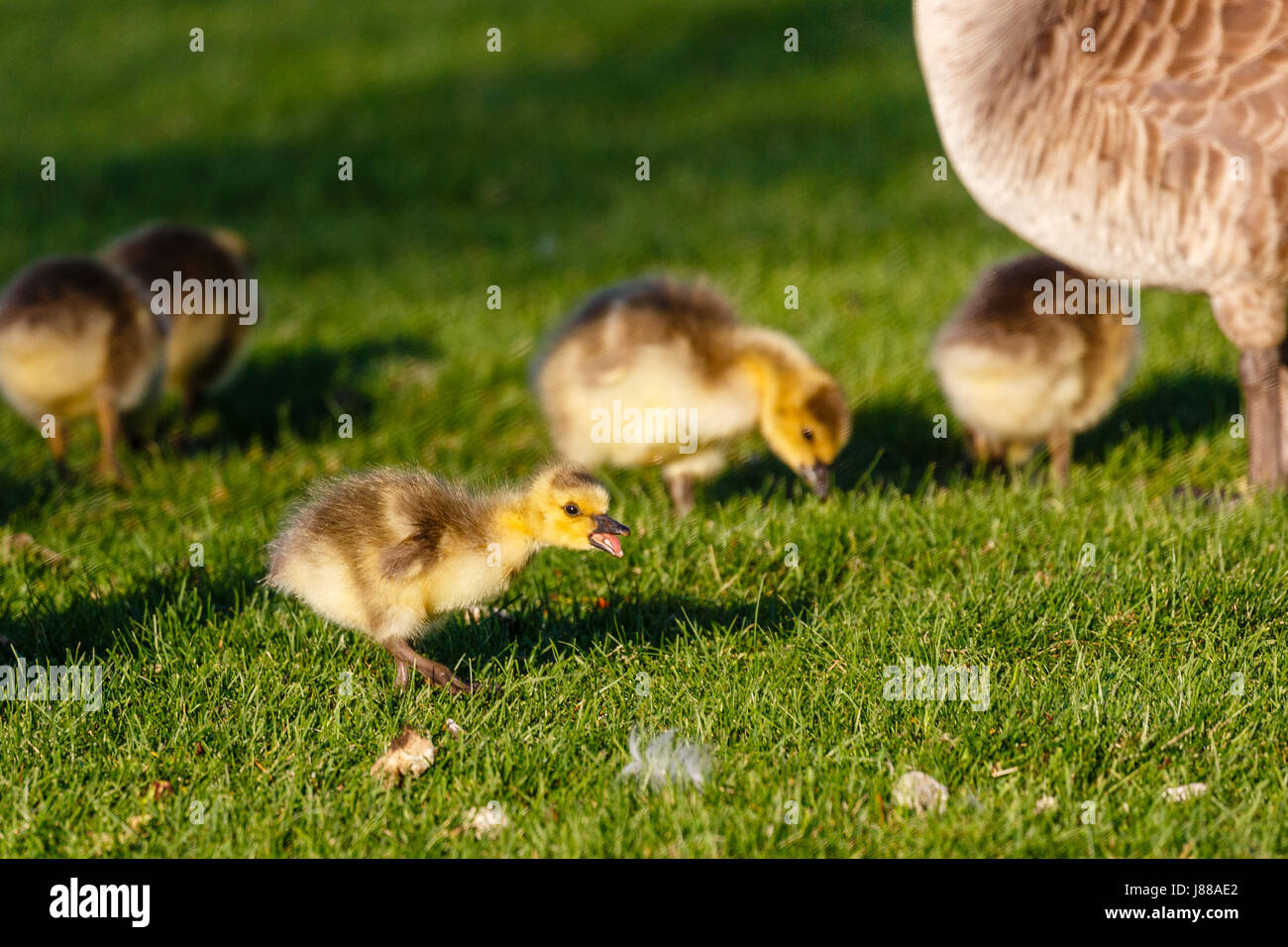 Canada Goose (branta canadensis) gosling yelling about something Stock ...