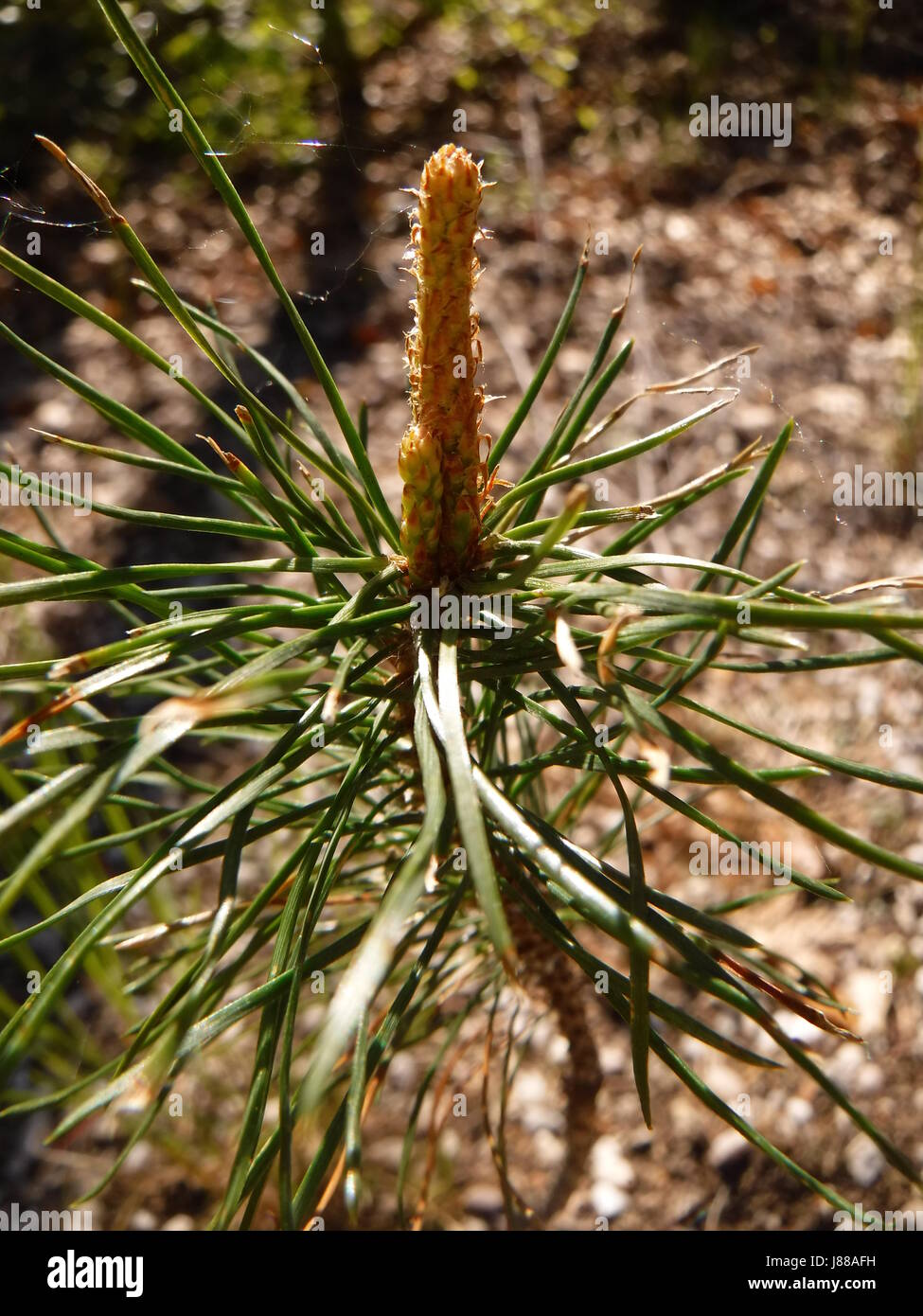 Pine tree flower hi-res stock photography and images - Alamy