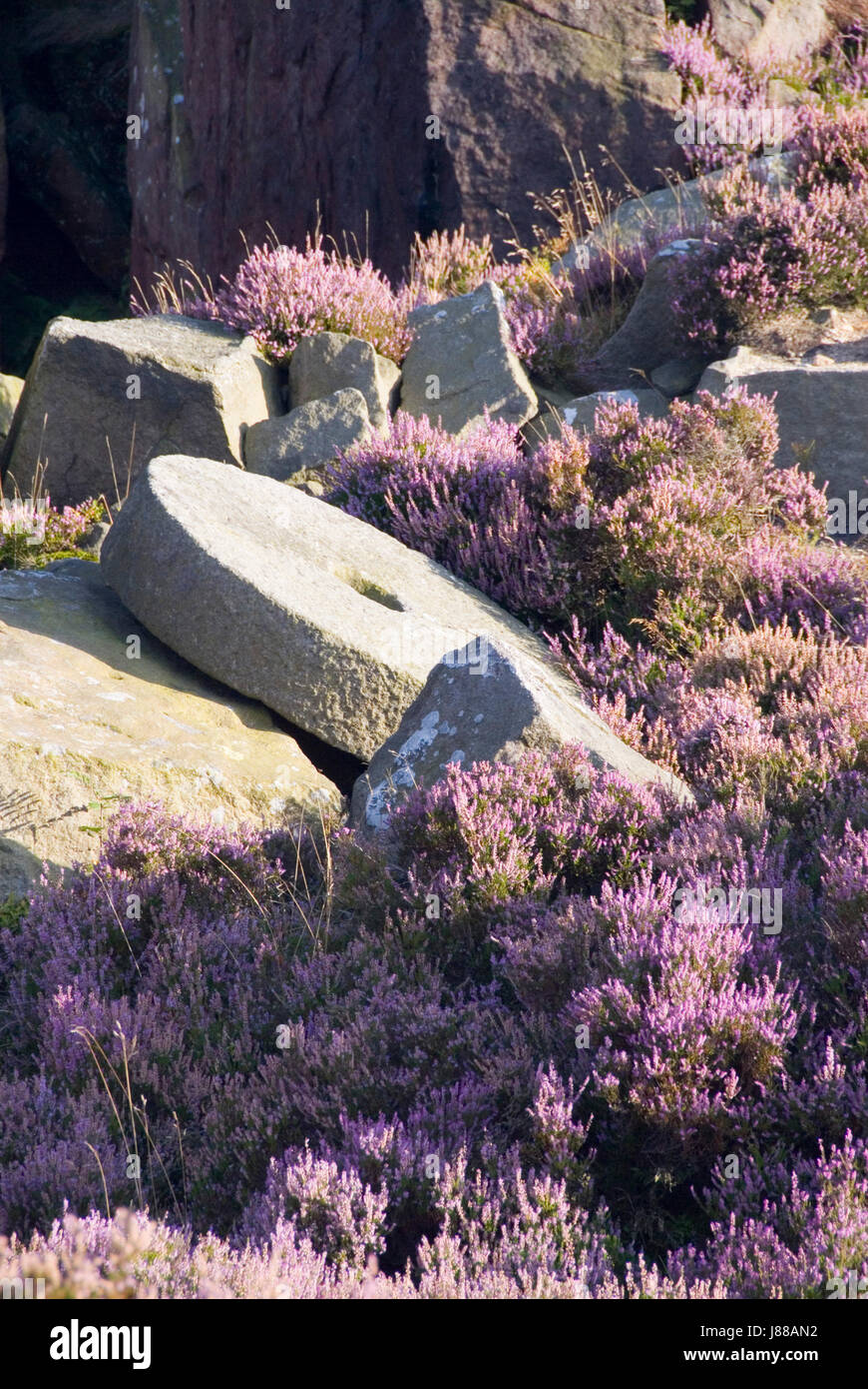 Moor flower hi-res stock photography and images - Alamy