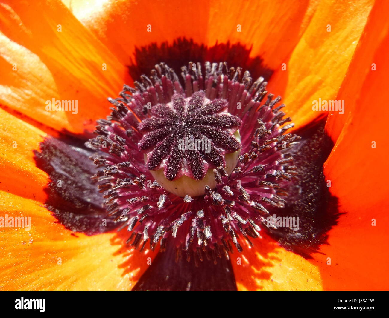 Pseudo oriental poppy center Stock Photo - Alamy