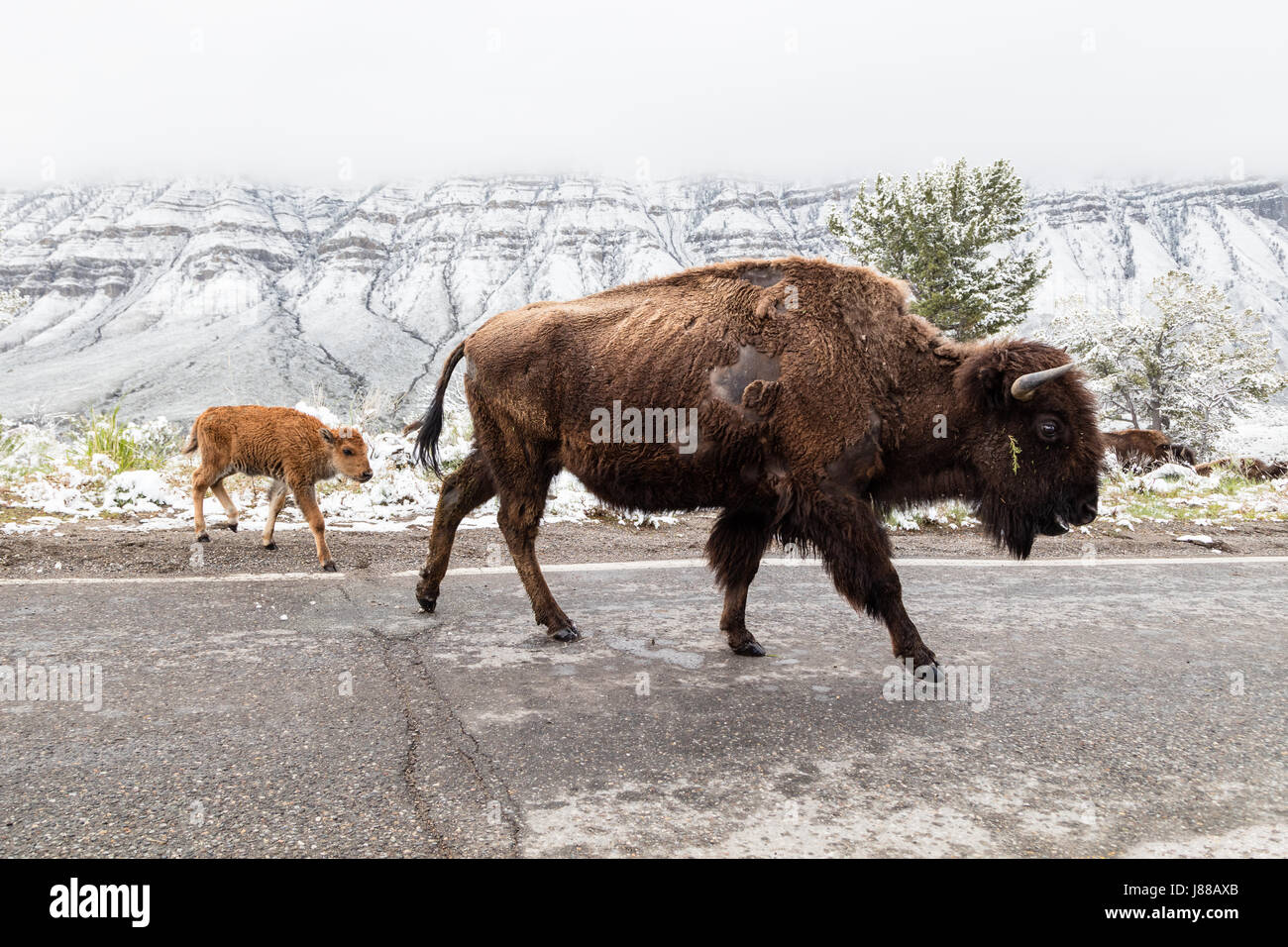 Bison cow with her calf along the road at Mammoth Hot Springs ...