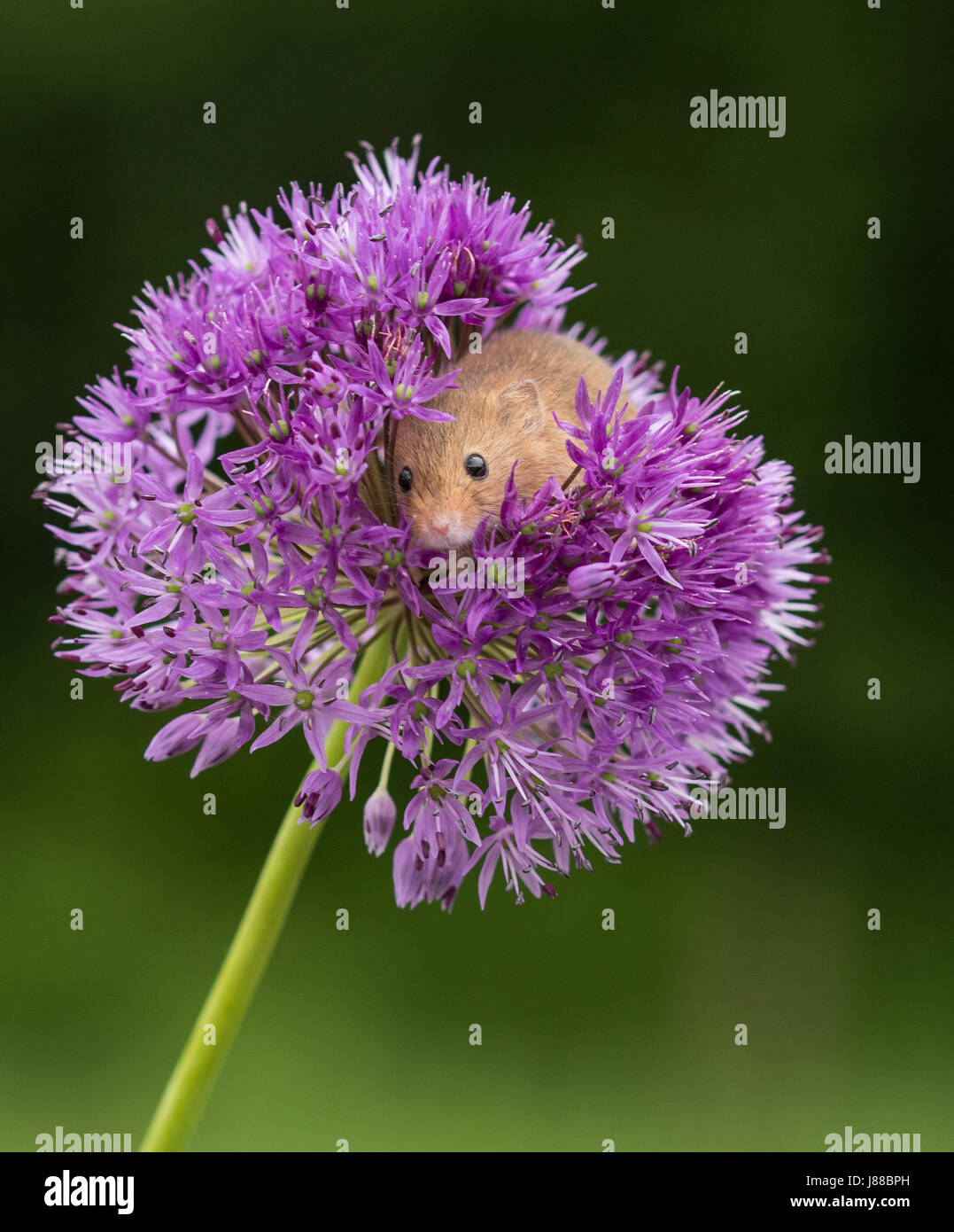 Harvest mouse flower hi-res stock photography and images - Alamy