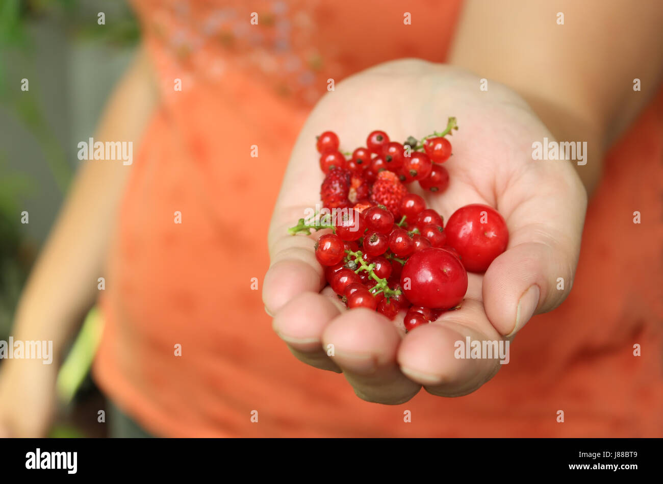 Red fruits in hand Stock Photo - Alamy