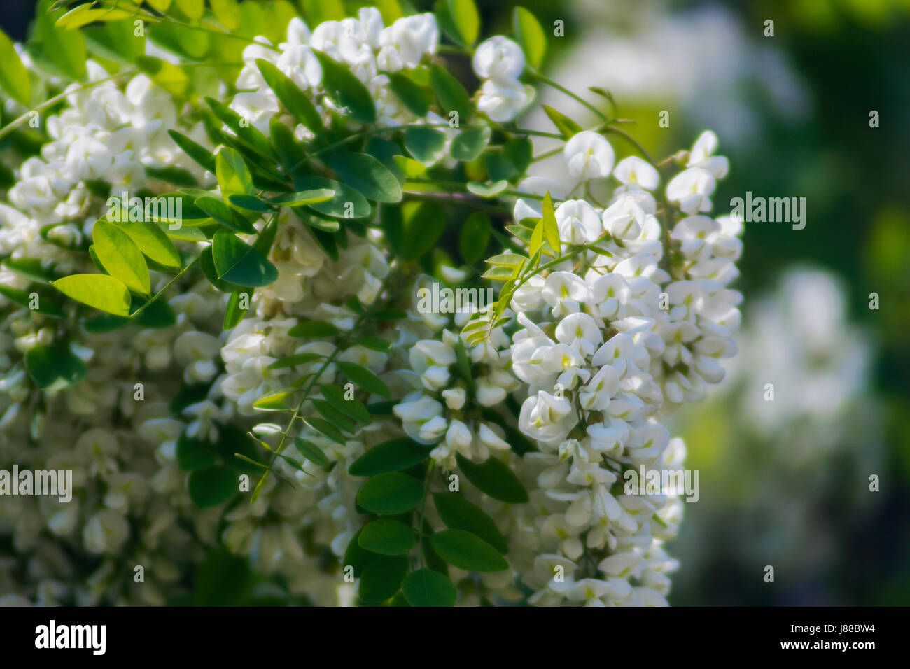 Acacia flower closeup. Acacia tree nice bloom Stock Photo - Alamy