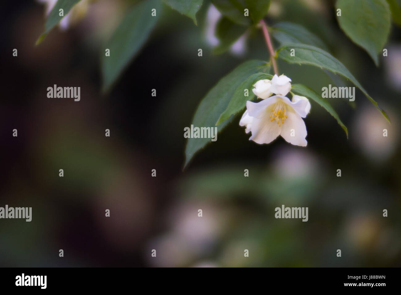 Blooming white flower close hi-res stock photography and images - Alamy