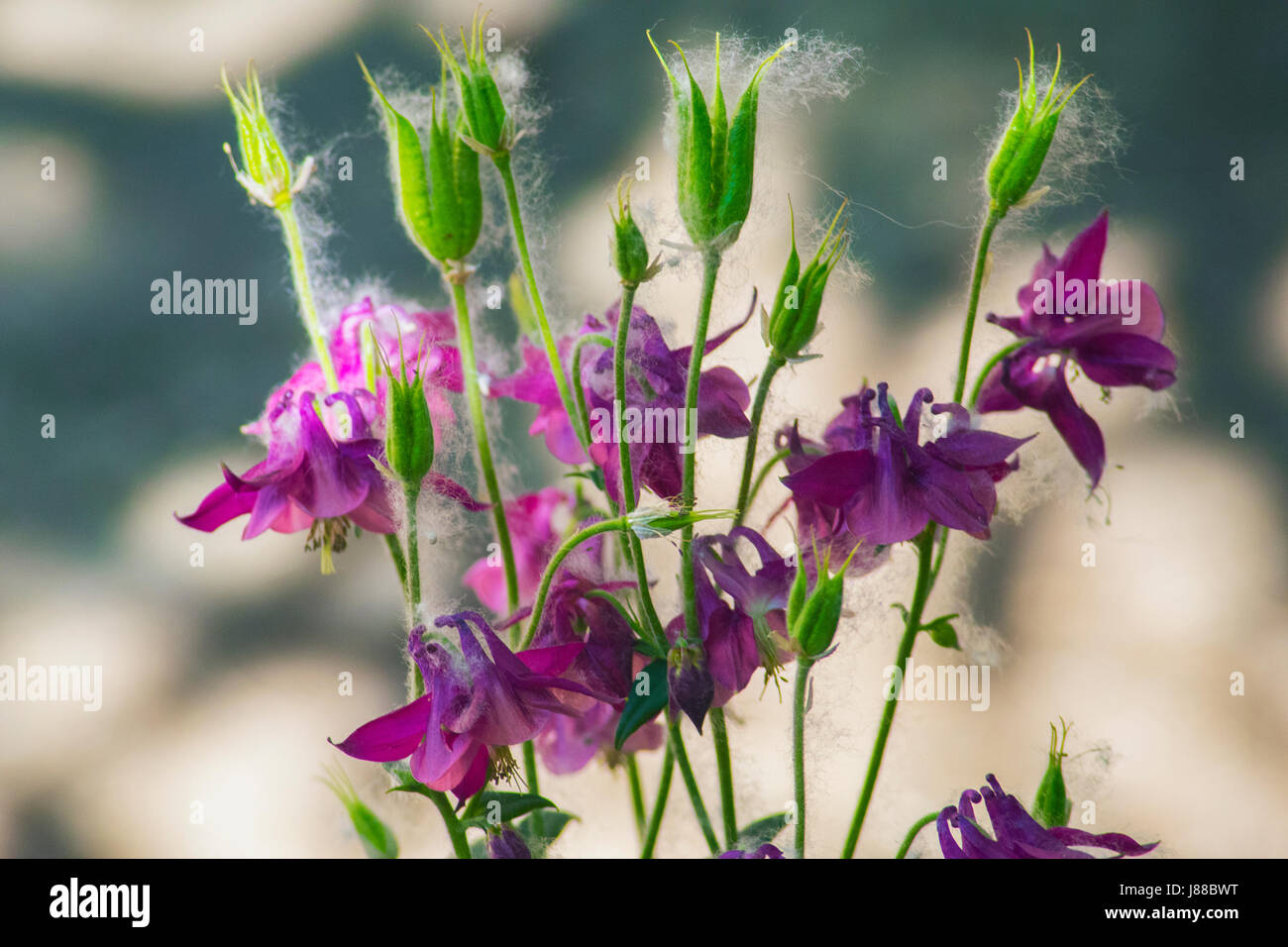 A beautiful blooming violet flowers in the garden Stock Photo - Alamy