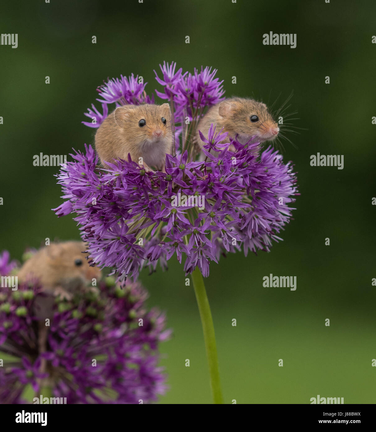 Mice animal hi-res stock photography and images - Alamy