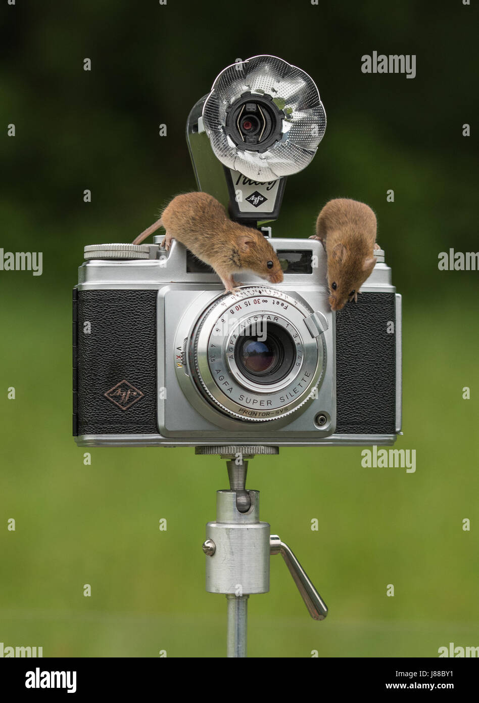 lights camera action Stock Photo - Alamy