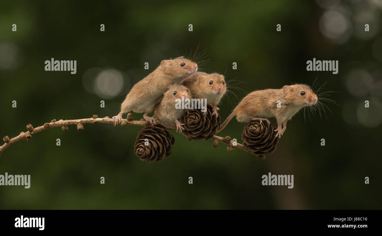 Mice animal hi-res stock photography and images - Alamy