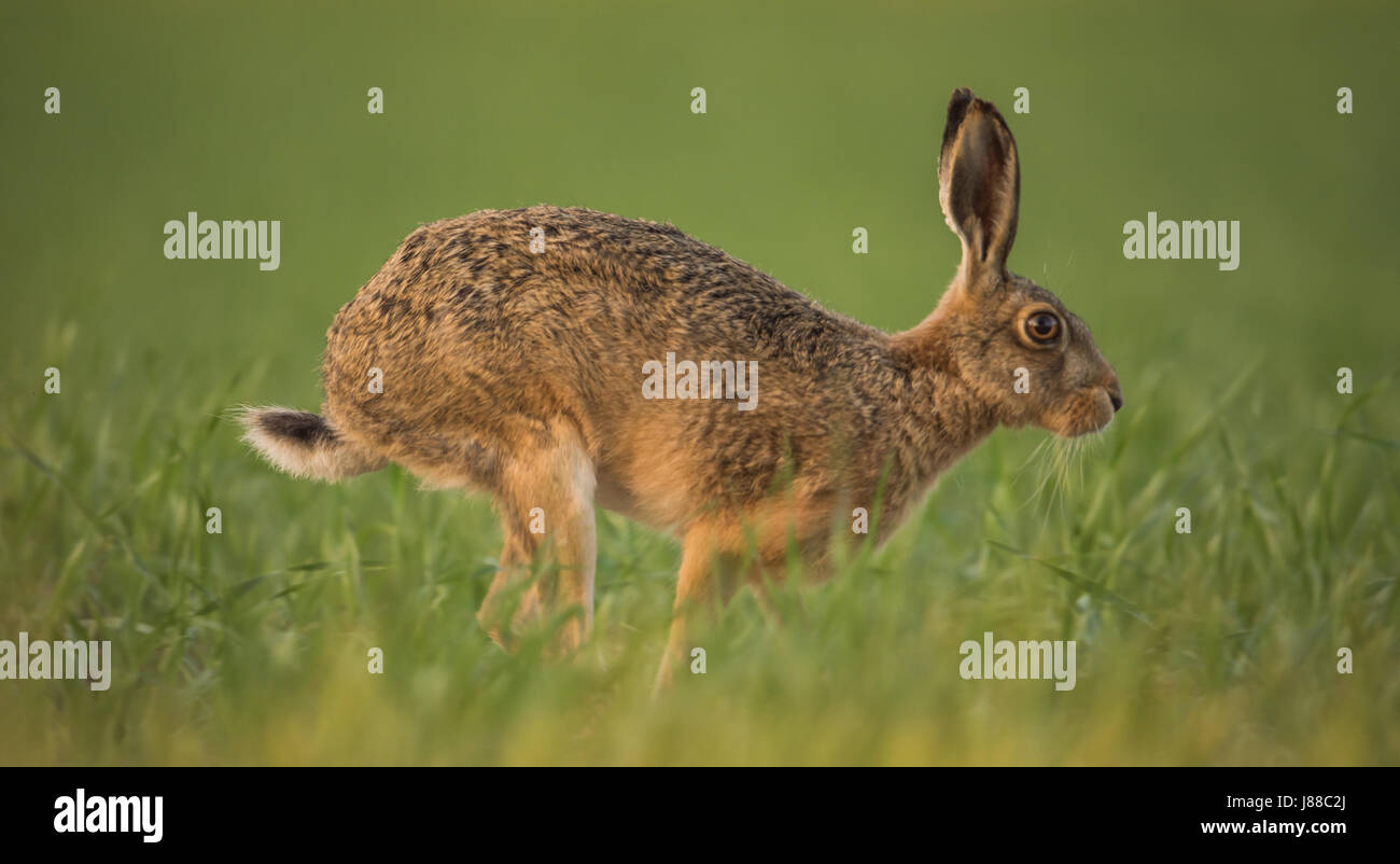Uk hare hi-res stock photography and images - Alamy