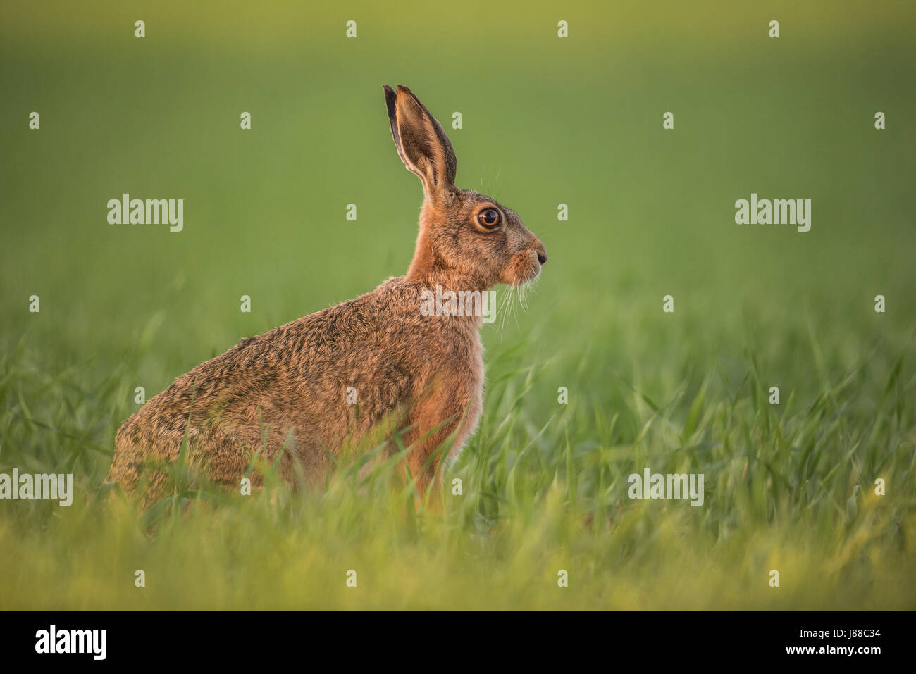 Uk hare hi-res stock photography and images - Alamy