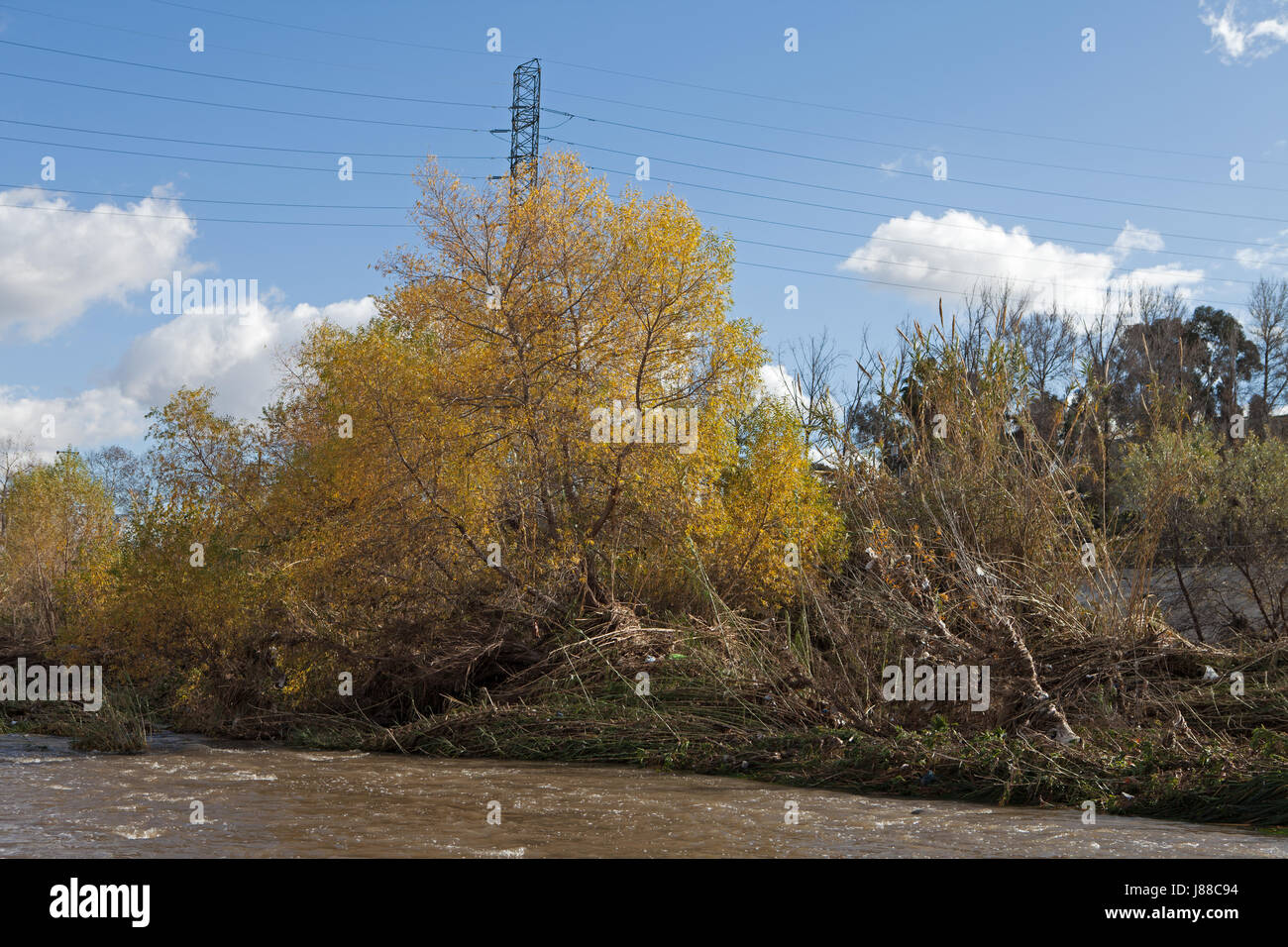 Trees in the middle of the Los Angeles River between Atwater and Silver ...