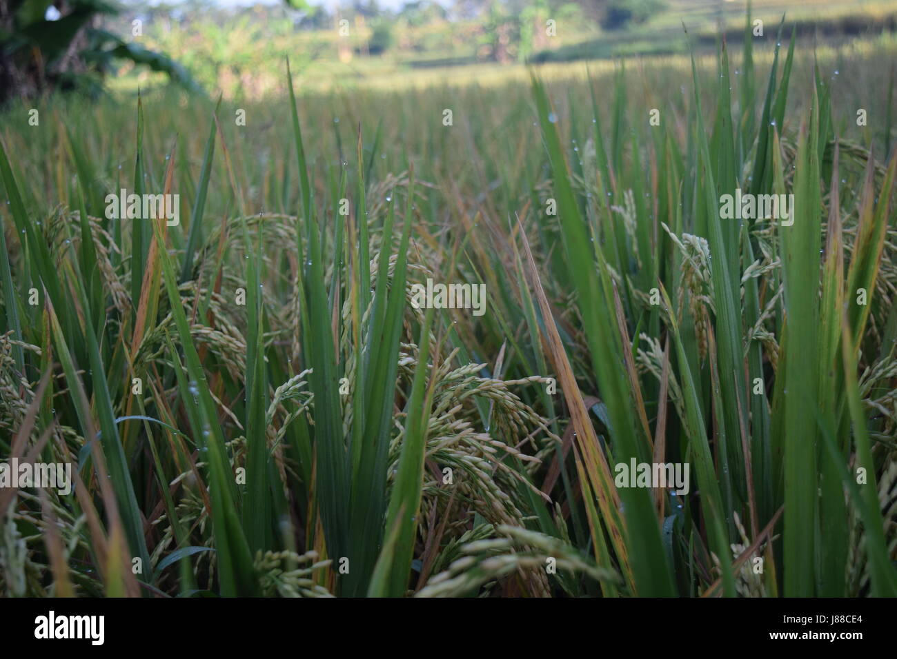 Rice fields in Ubud, Bali Stock Photo - Alamy