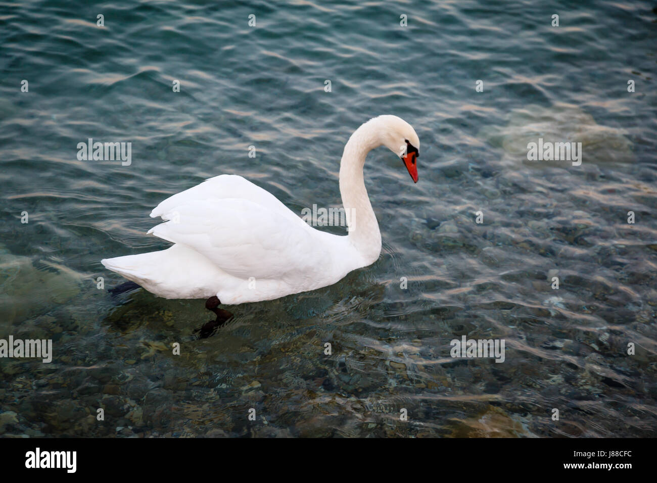 Beautiful Swan Gliding on Transparent Water Surface of Garda Lake ...