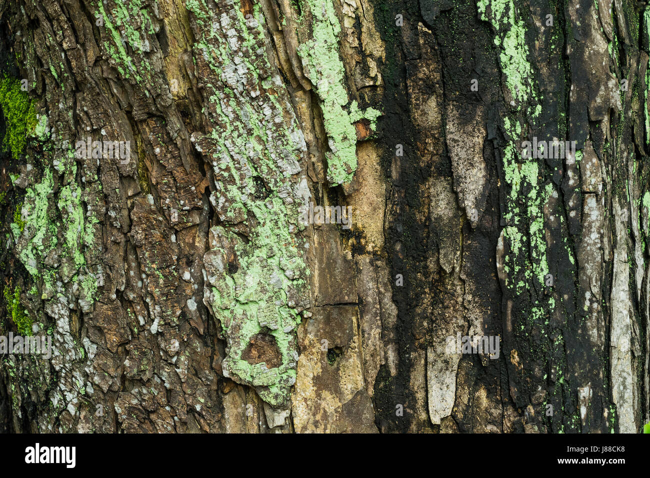 Green moss on the tree, Old Grey Bark Tree texture background Stock ...