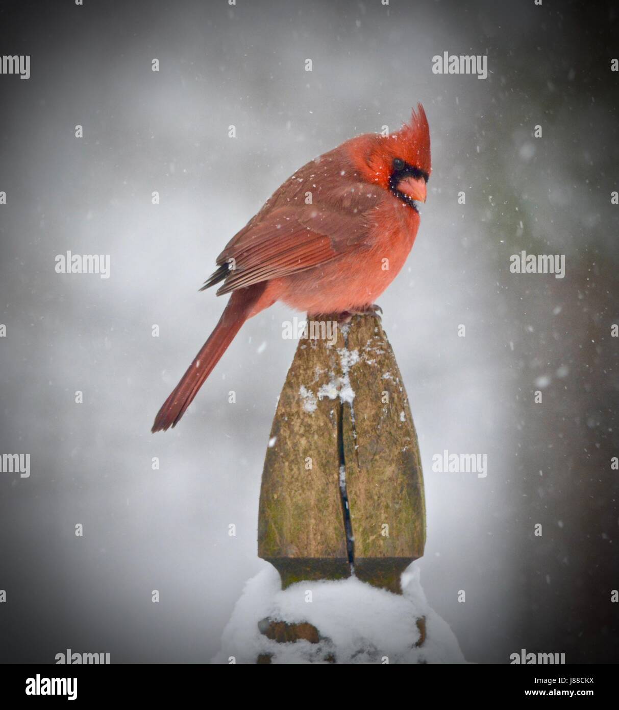 cardinal in the snow Stock Photo - Alamy