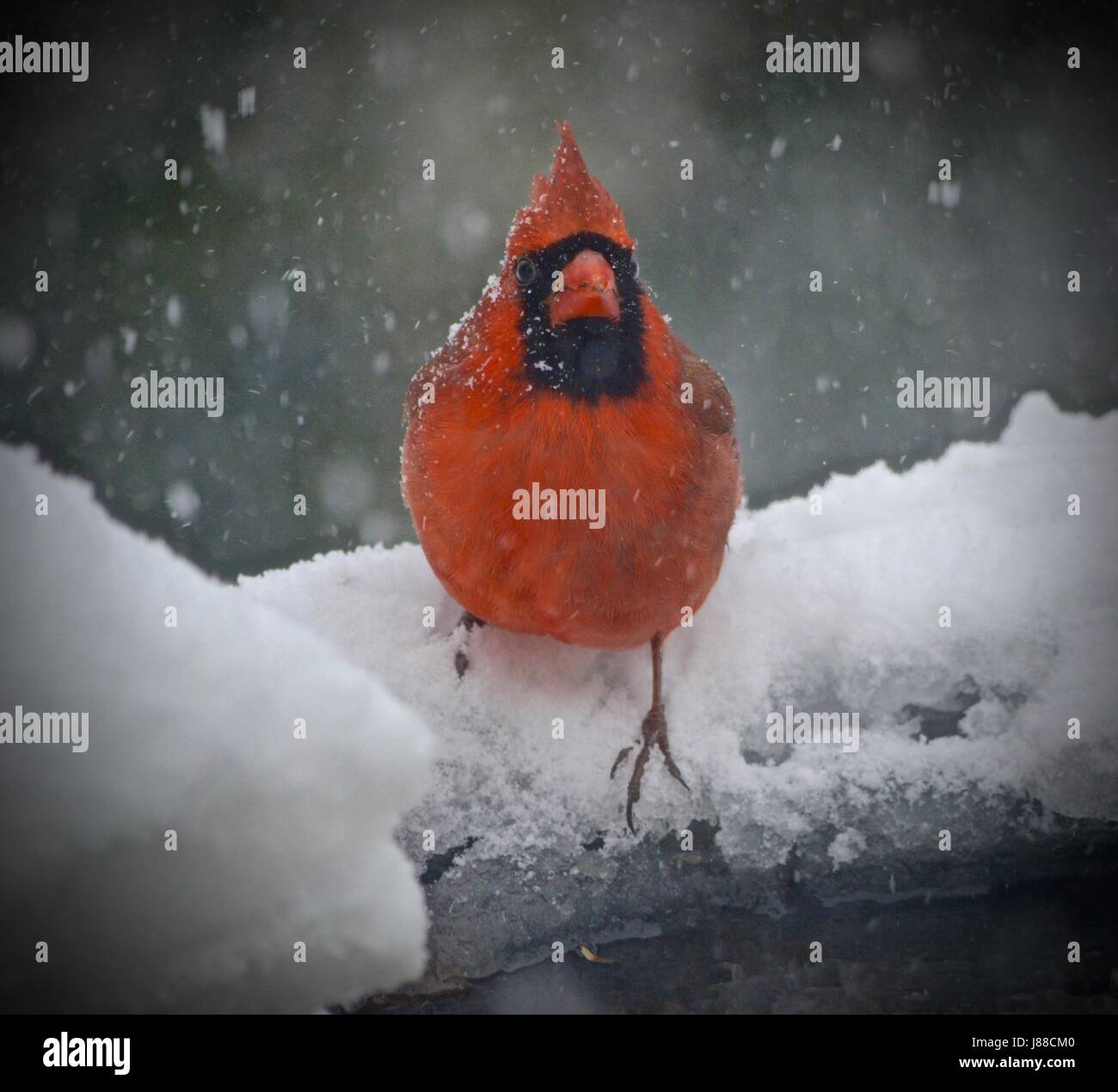 cardinal in the snow Stock Photo - Alamy
