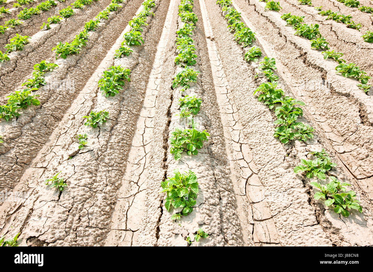 Potato plants on a very dry field Stock Photo - Alamy