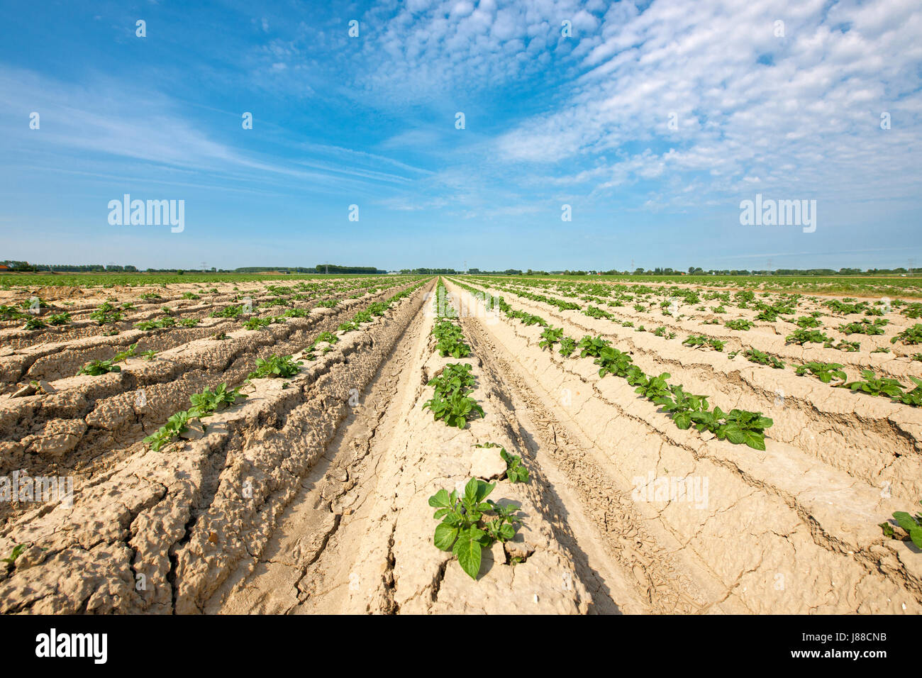 Potato plants on a very dry field Stock Photo - Alamy